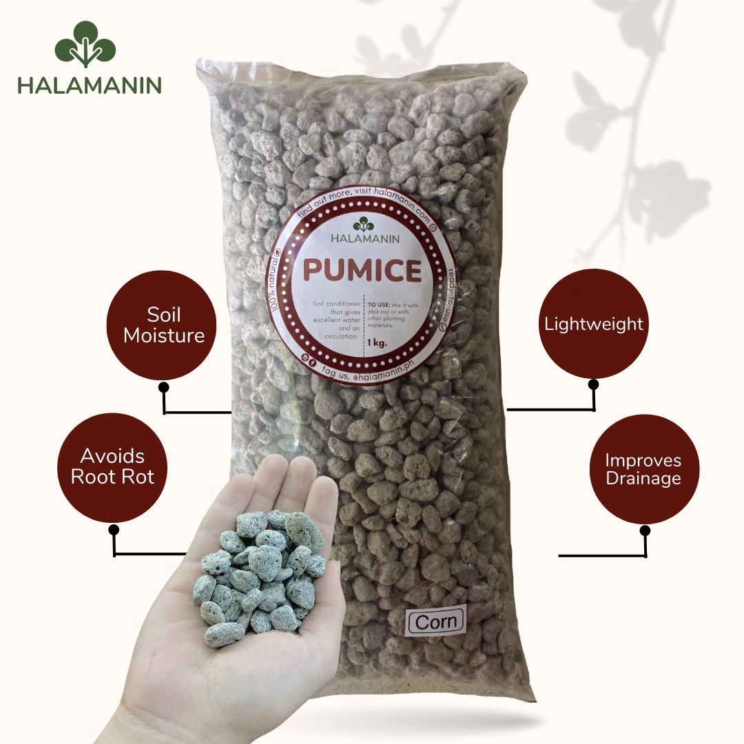 Pumice (Corn Size 1kg.) - Halamanin | Lazada PH