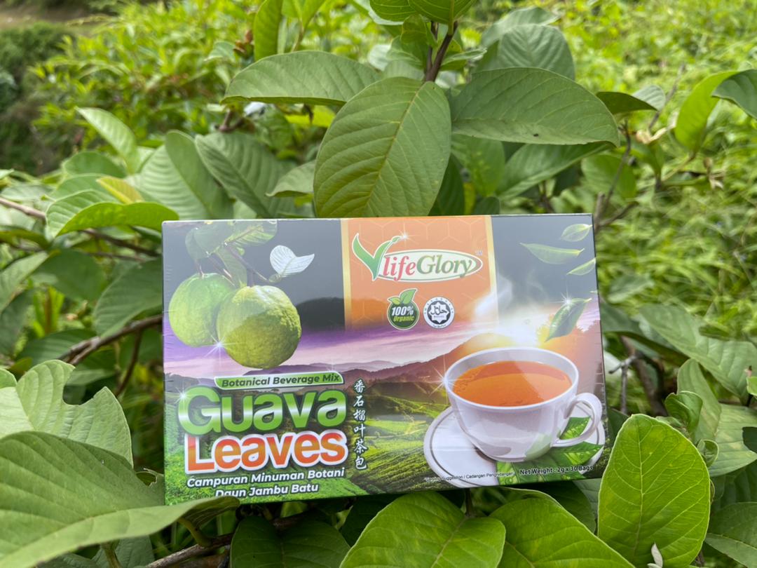 V Life Glory Guava Leaves Tea (Teh Daun Jambu Batu) | Lazada