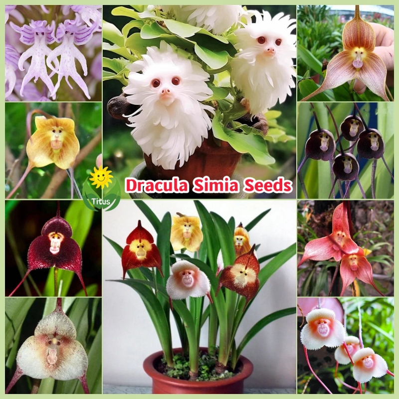 100% Legit Mixed Dracula Simia Seeds Monkey Face Orchid Flower Seeds ...