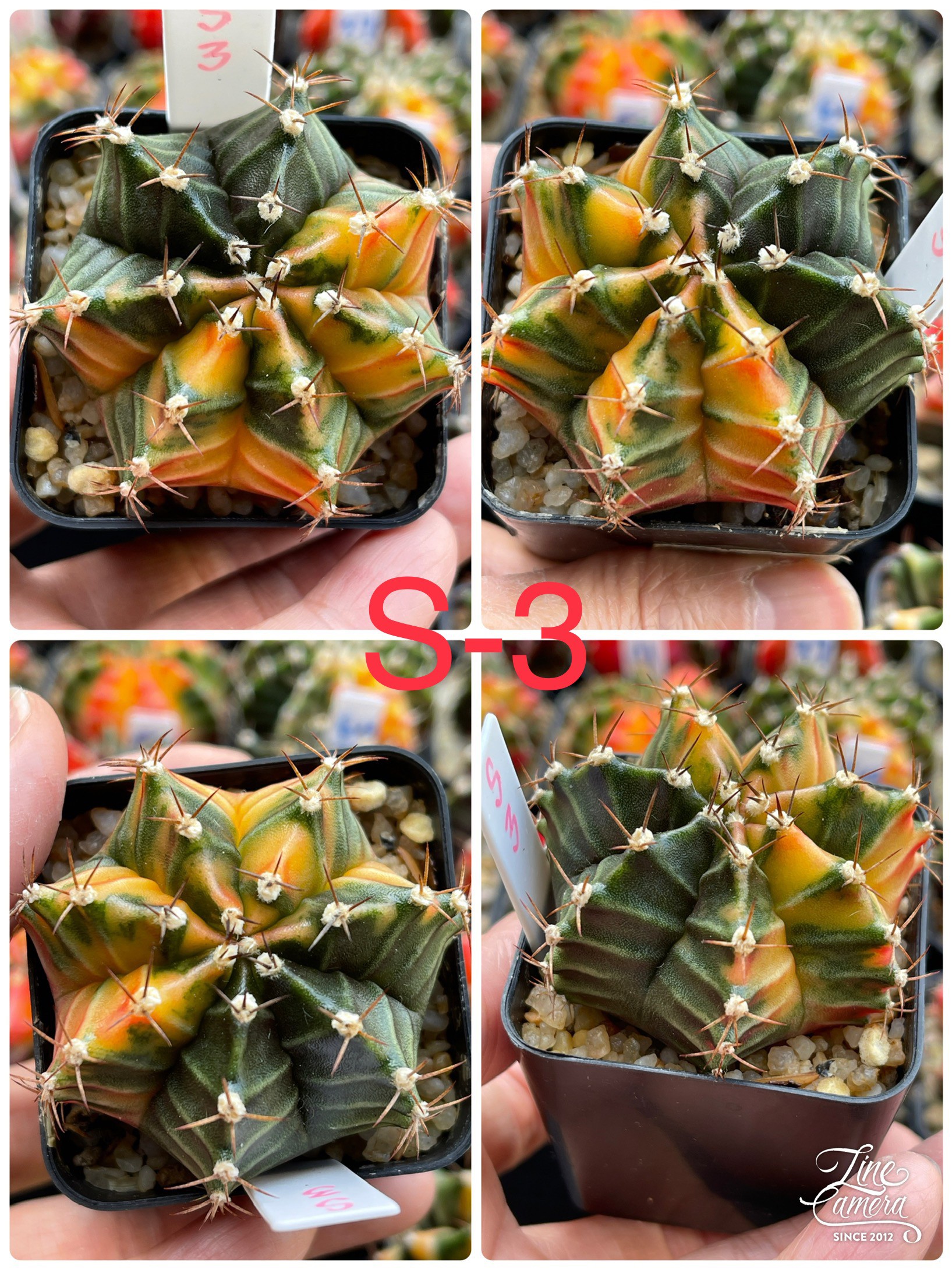 ยิมโนด่าง S-3 (5.4CM.) แคคตัสไม้เมล็ด ลุ้นด่าง ต้นแข็งแรง จัดส่งแบบ ...