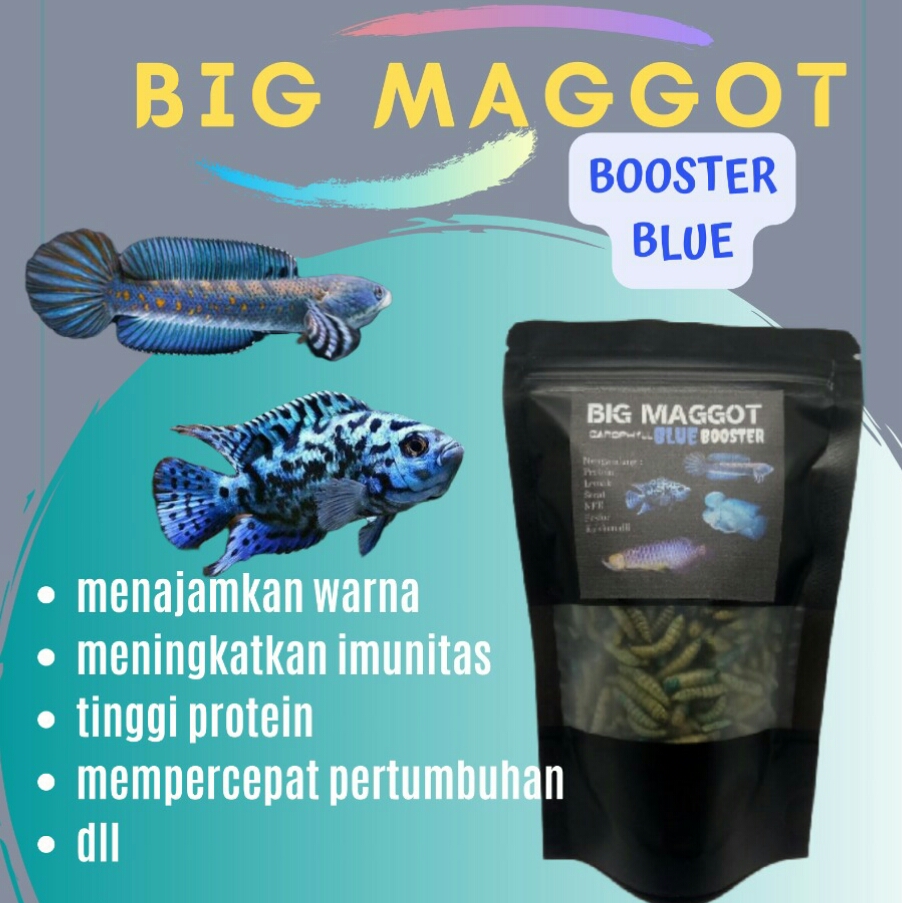 Maggot Kering Larva BSF Premium Booster Blue Pigmen Warna Untuk Pakan ...