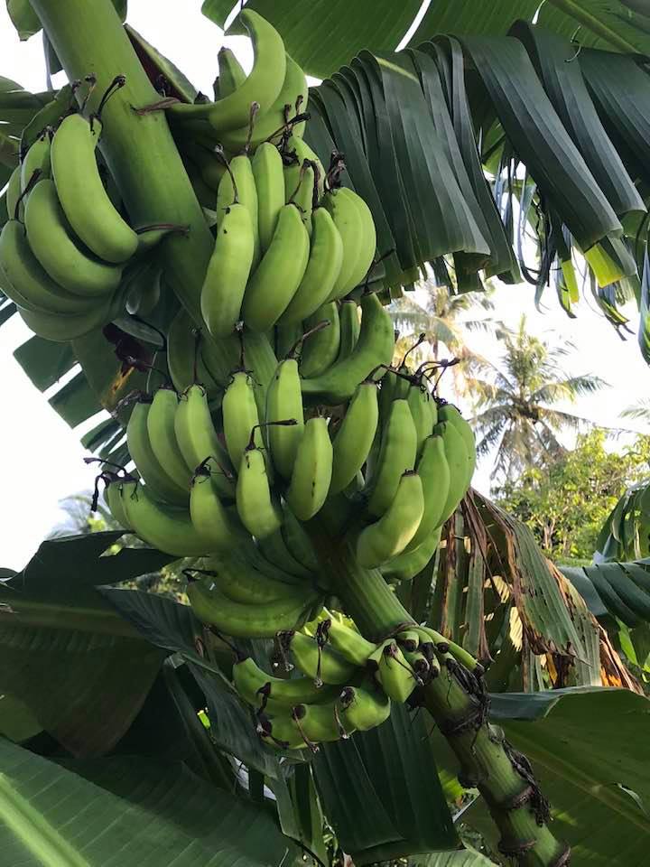 Pisang Kelat Lega (Musa Acuminata x Musa Balbisiana) - Pokok Hidup ...