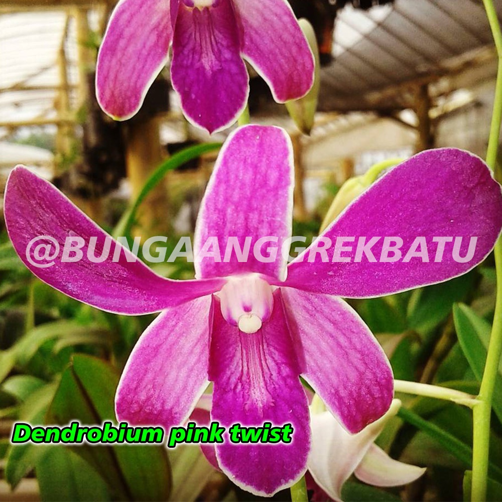 Anggrek Dendrobium Bulat hybrid usia 6-7 bulan Seedling | Lazada Indonesia