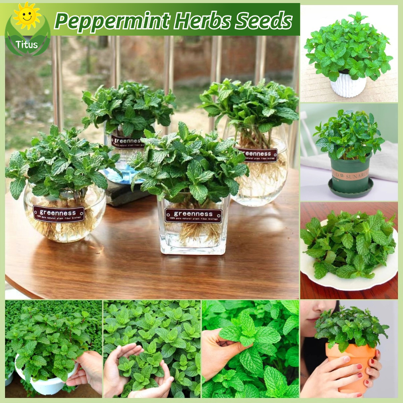 ปลูกง่าย เมล็ดพันธุ์ สะระแหน่ บรรจุ 200เมล็ด Bonsai Peppermint Seeds Edible Mint Plant Herbs ...