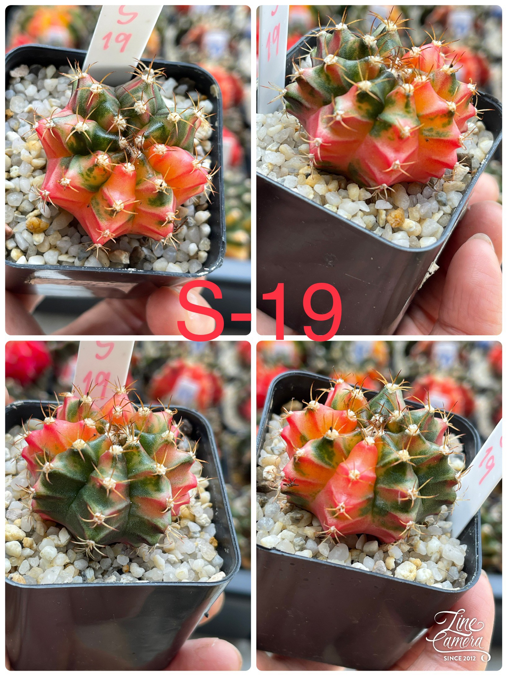 ยิมโนด่าง S-4 (6CM.) แคคตัสไม้เมล็ด ลุ้นด่าง ต้นแข็งแรง จัดส่งแบบพร้อม ...