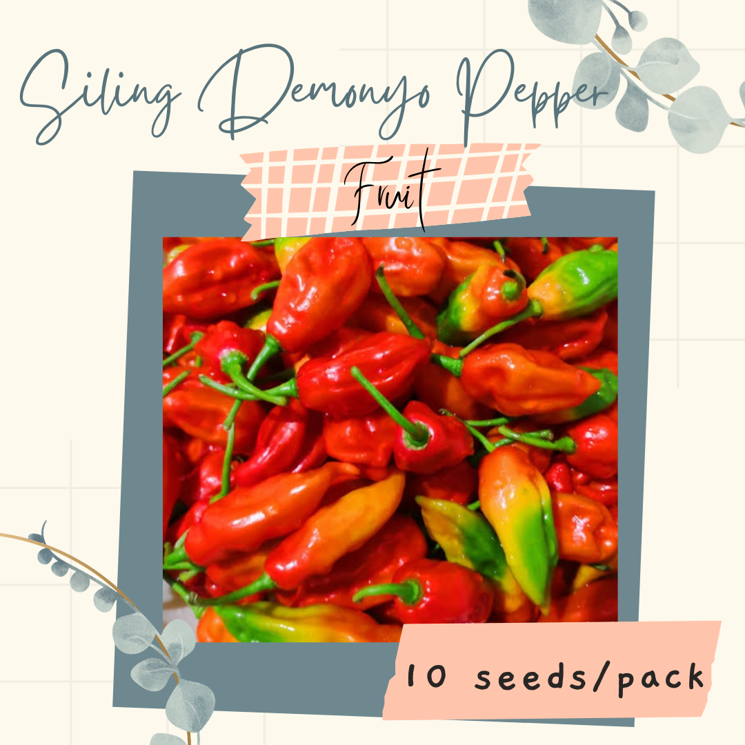 Siling Demonyo Pepper Seeds for Planting (10 seeds) Fruit | Lazada PH