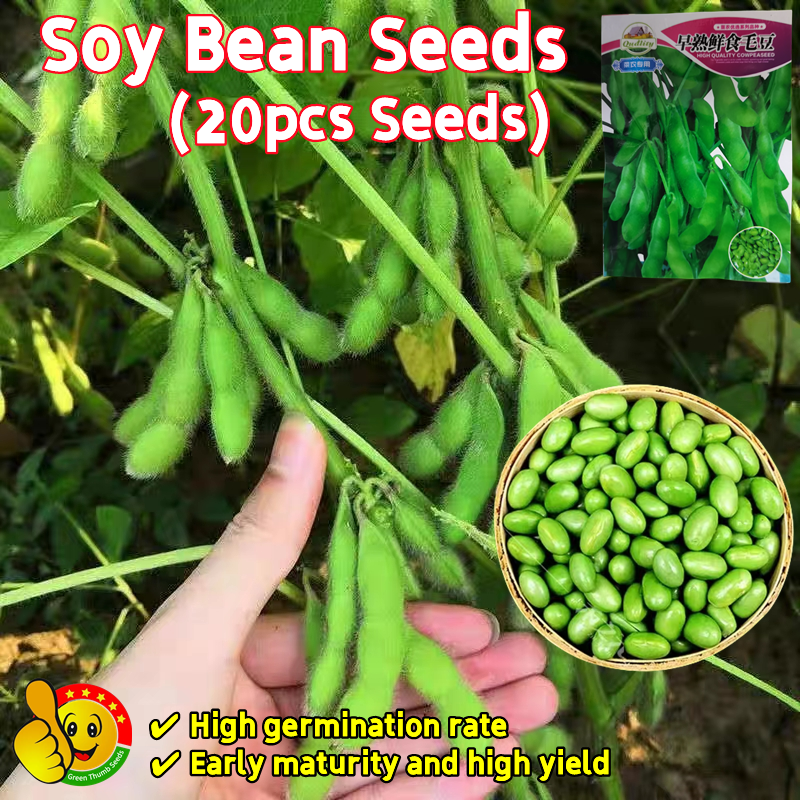 100% Original Dwarf Midori Edamame Soy Bean Seeds (20pcs Seeds) 毛豆种子 ...
