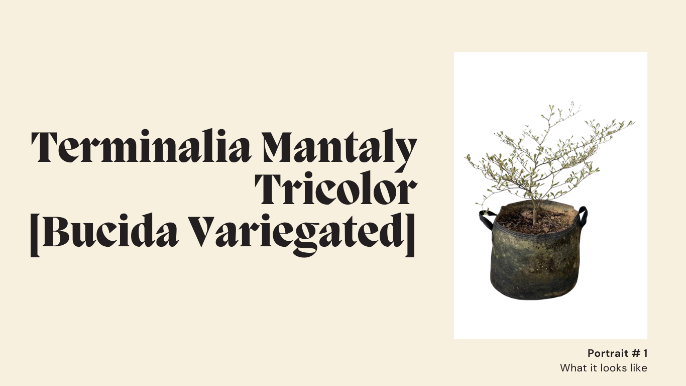 "Terminalia Mantaly Tricolor [Bucida Variegated]" | Lazada Singapore