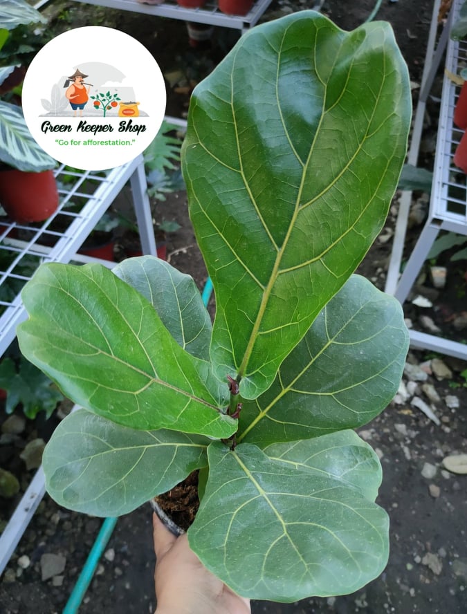 Fiddle Leaf Tree ( Classic ) Live Plant With Free Plastic Pot, soil ...