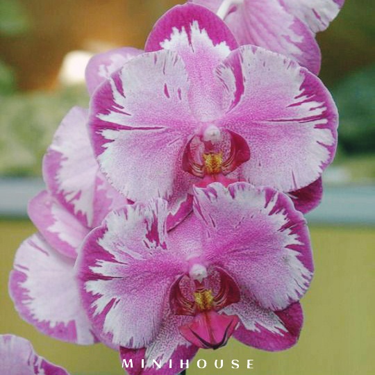 BENIH BIBIT BIJI ANGGREK / BUNGA ANGGREK CODE 60 | Lazada Indonesia