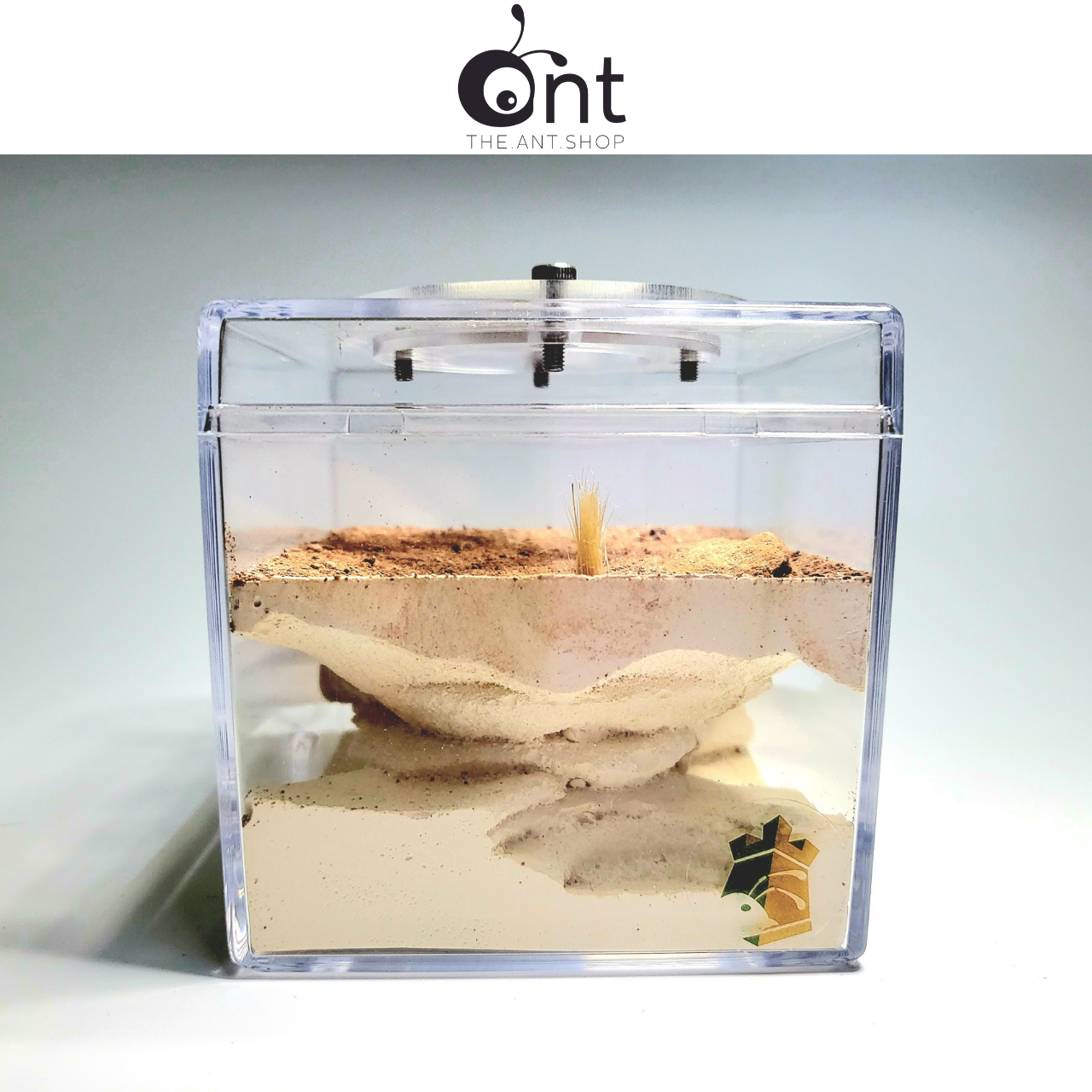 The Small Secret Underground Formicarium - Empire of An Ants Farm Ant ...