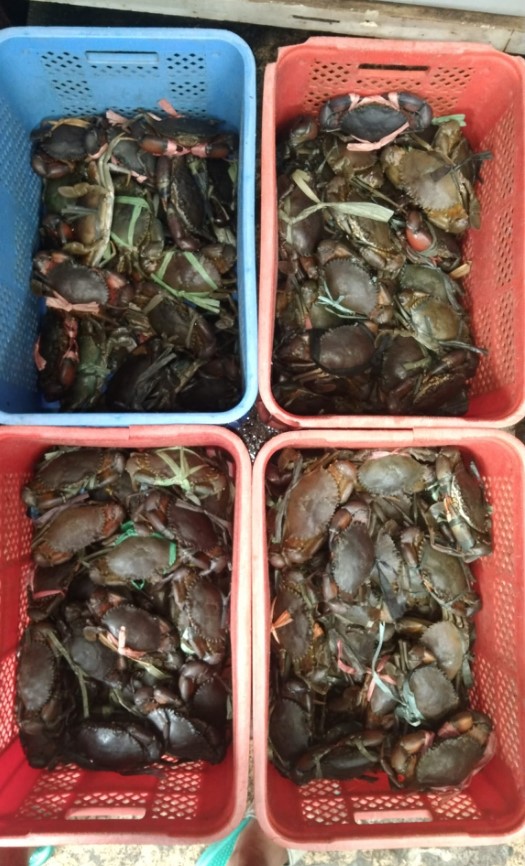 FRESH LIVE ALIMANGO!! | Lazada PH