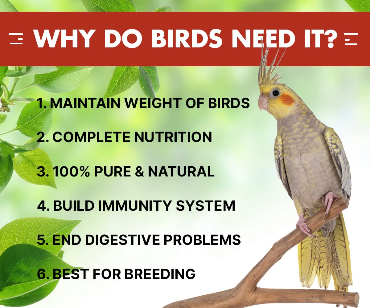 Boltz Adult Bird Food for Cockatiel & Lovebirds Mix Seeds, Canary Seed ...