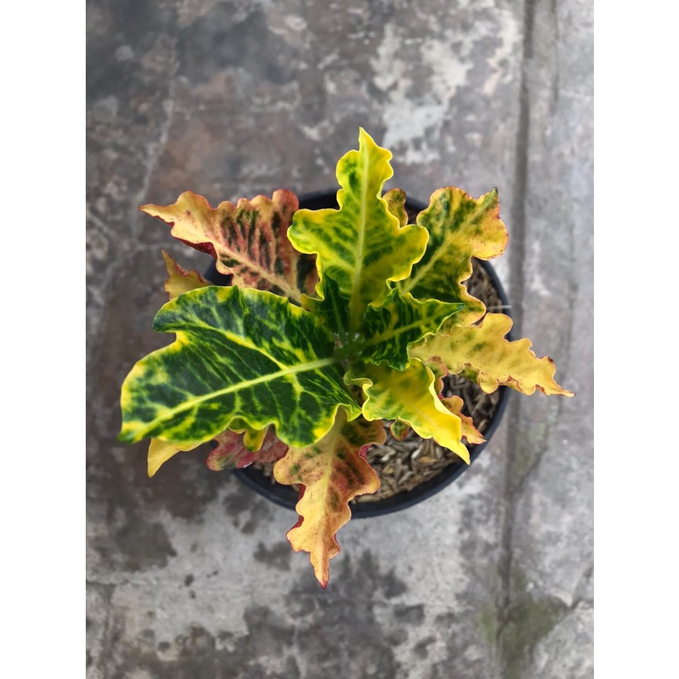 Tanaman hidup bunga puring GELOMBANG CINTA warna daun cantik bentuk ...