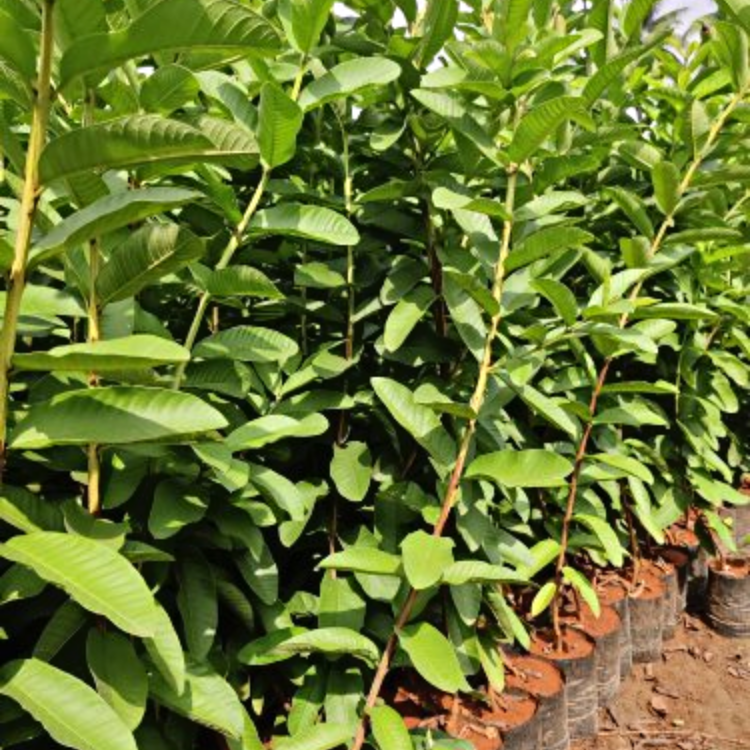 Jambu Batu Tanpa Biji / Seedless Guava (Psidium guajava) - Pokok Hidup ...