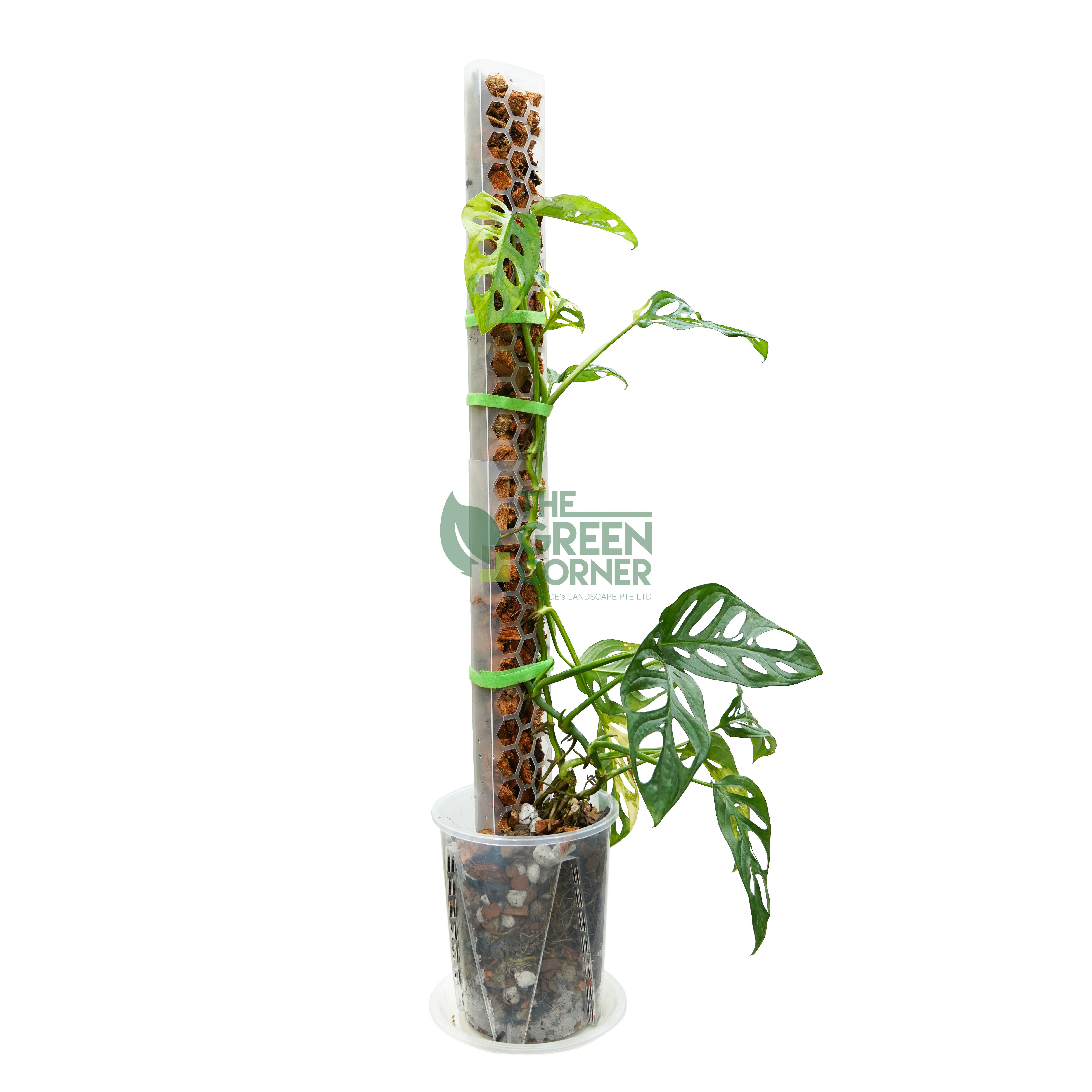 SILLYSOIL The Pole | Gardening Pole | Plant Grow Pole | Transparent ...