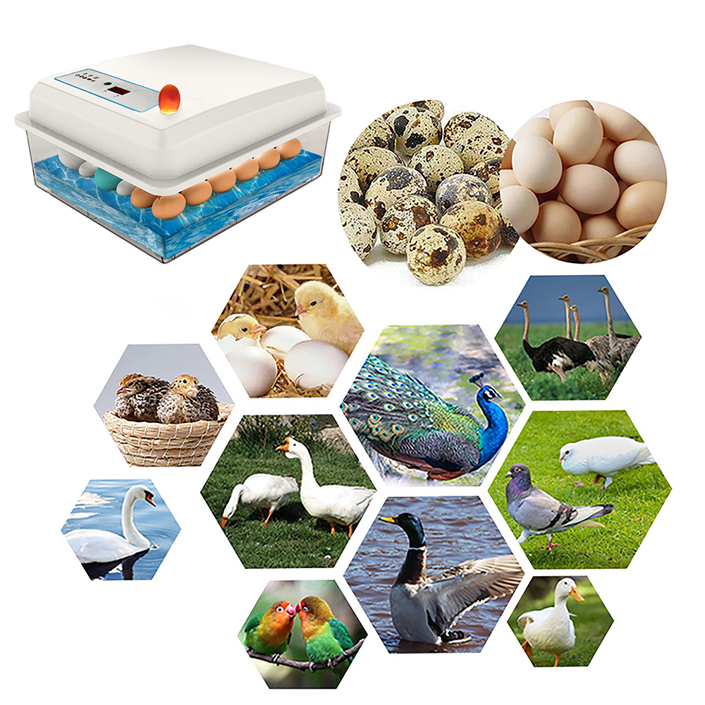 【World Supermarket 2021】20 Incubator Brooder Bird Quail Chick Hatchery ...