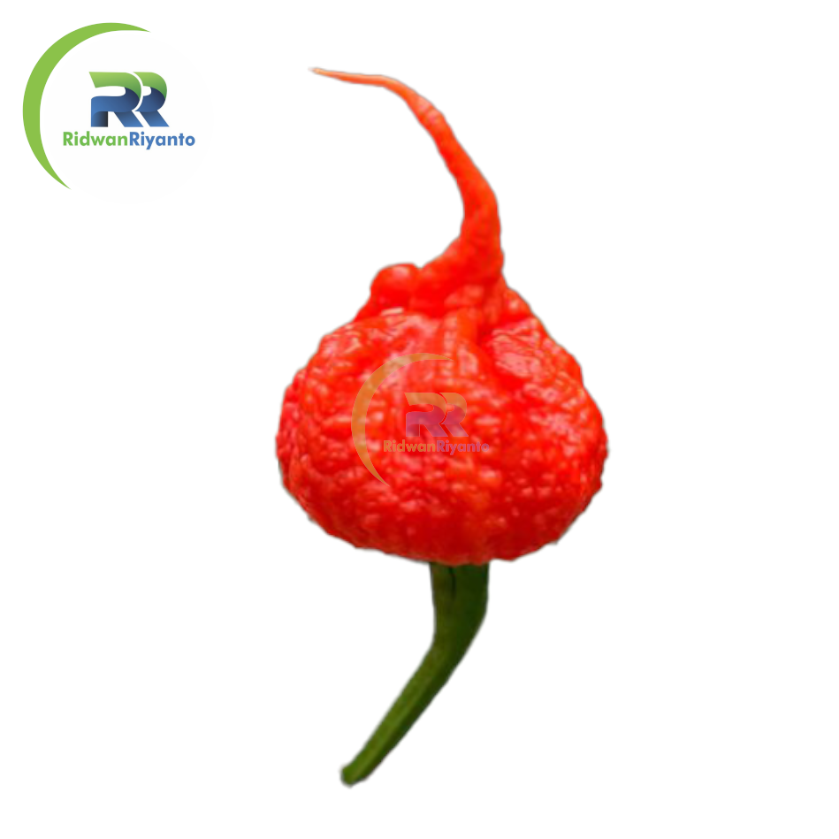 BIJI Benih Cabai CAROLINA REAPER RED Cabe Terpedas Nomor 1 di Dunia ...