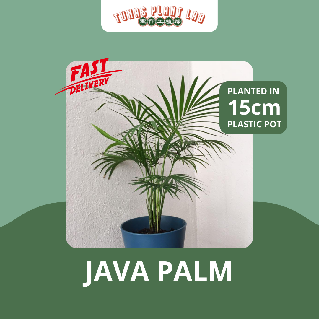 TPL - Tunas Plant Lab - Java Palm / Rhopaloblaste Sp. - 散尾葵 - REAL LIVE ...