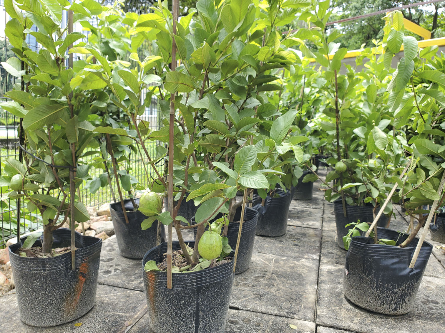 Psidium guajava - Guava tree/ Fruit plants/ Fruit trees/ Herb Garden ...