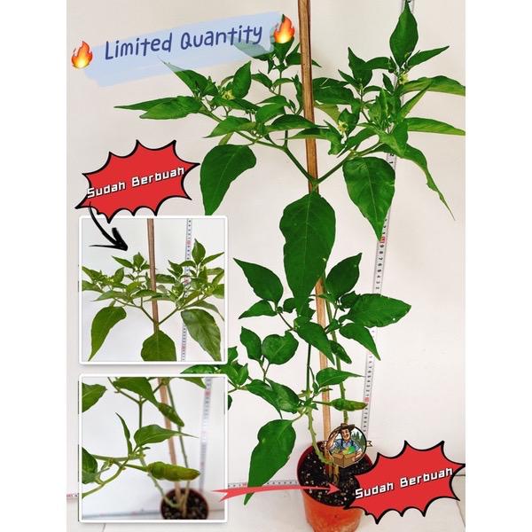 🌶️🔥Cili Padi Kampung 🔥🌶️Cili Api 🔥Lada Burung🌶️🔥Cabai Burung 🌶️Chilli🥵🥵 ...