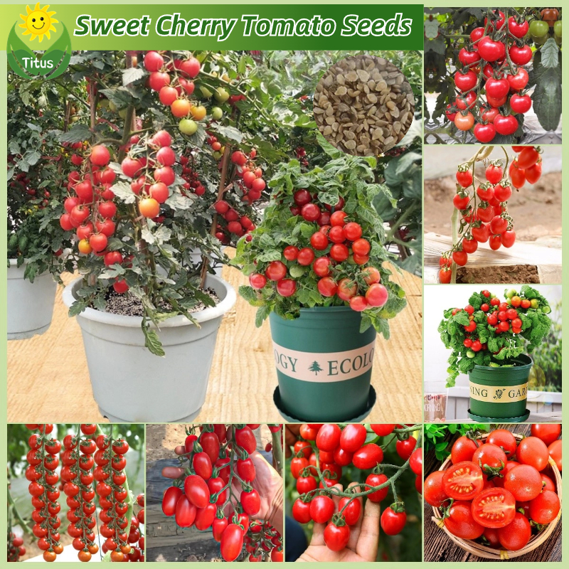 100% Legit Fresh Organic Bonsai Cherry Tomato Seeds for Planting ...