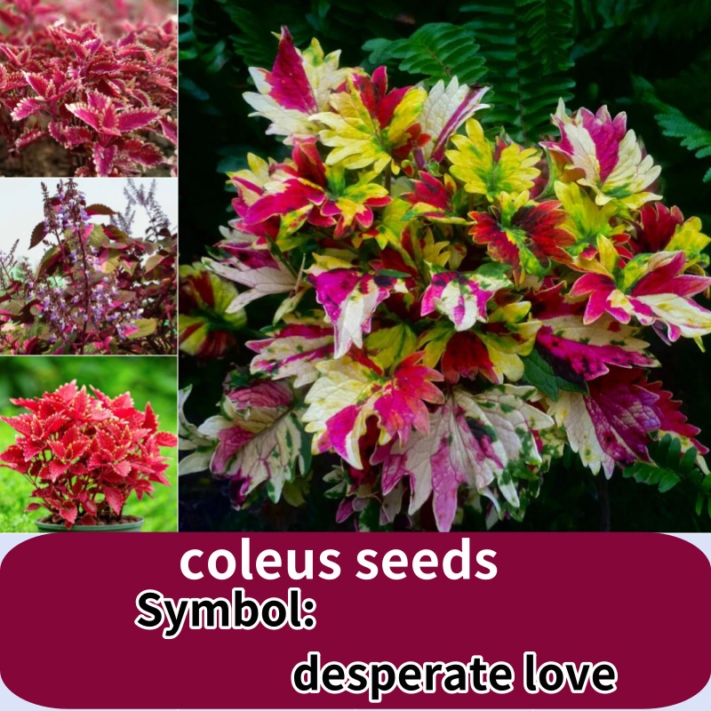 100% Original Coleus Seeds for Sale (100 Seeds/packet) Potted Flowering ...