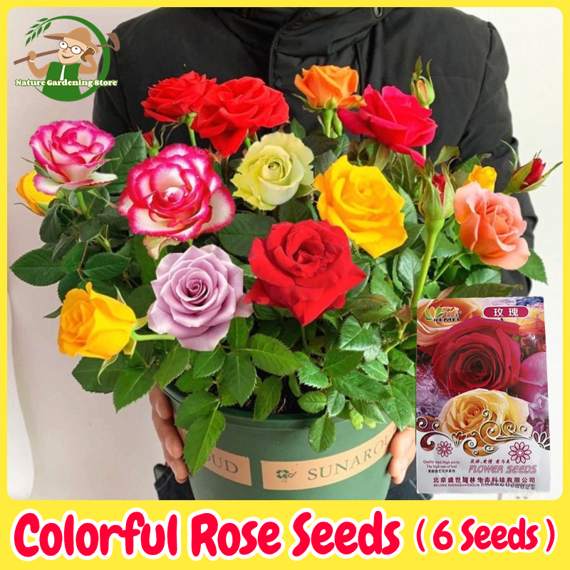 100% Original Colorful Rose Seeds Flower Seeds for Planting & Gardening ...