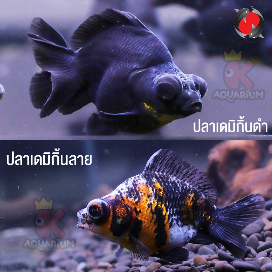 ปลาทองเดมิกิ้นดำ/ ปลาทองเดมิกิ้นลาย ปลาสวยงาม ตาโปน ตัวสั้น น่ารัก คัด ...