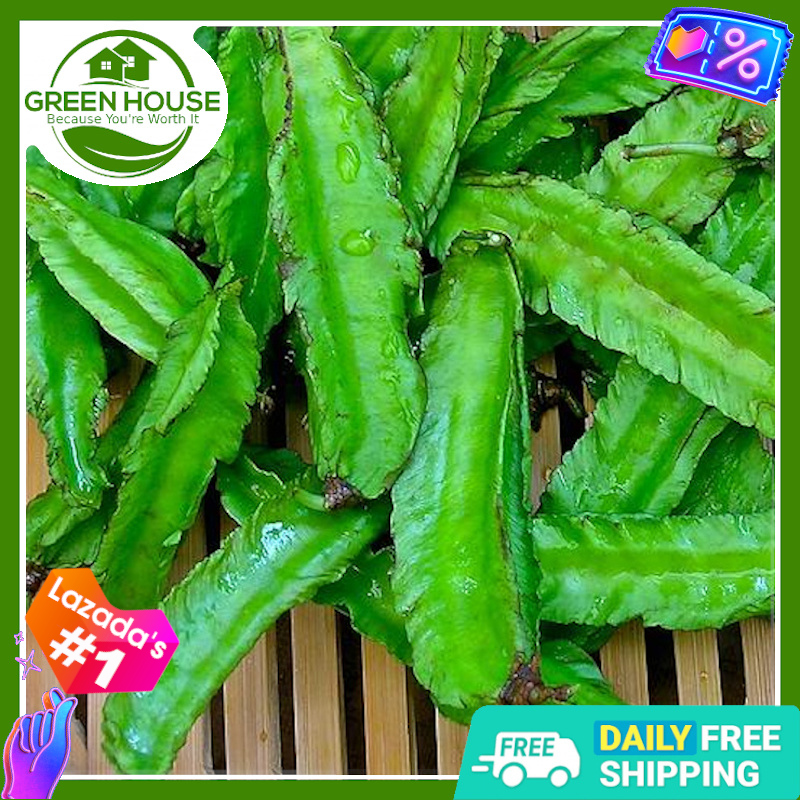 [Green House] WINGED BEAN / SIGARILYA SEEDS for Planting Vegetable ...