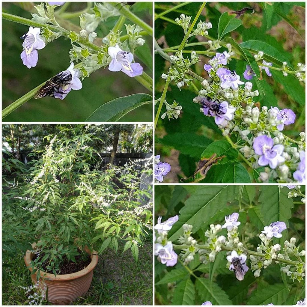 SUMBER MAKANAN KELULUT - Vitex 5 leave, Vitex Negundo Plant, (keratan ...