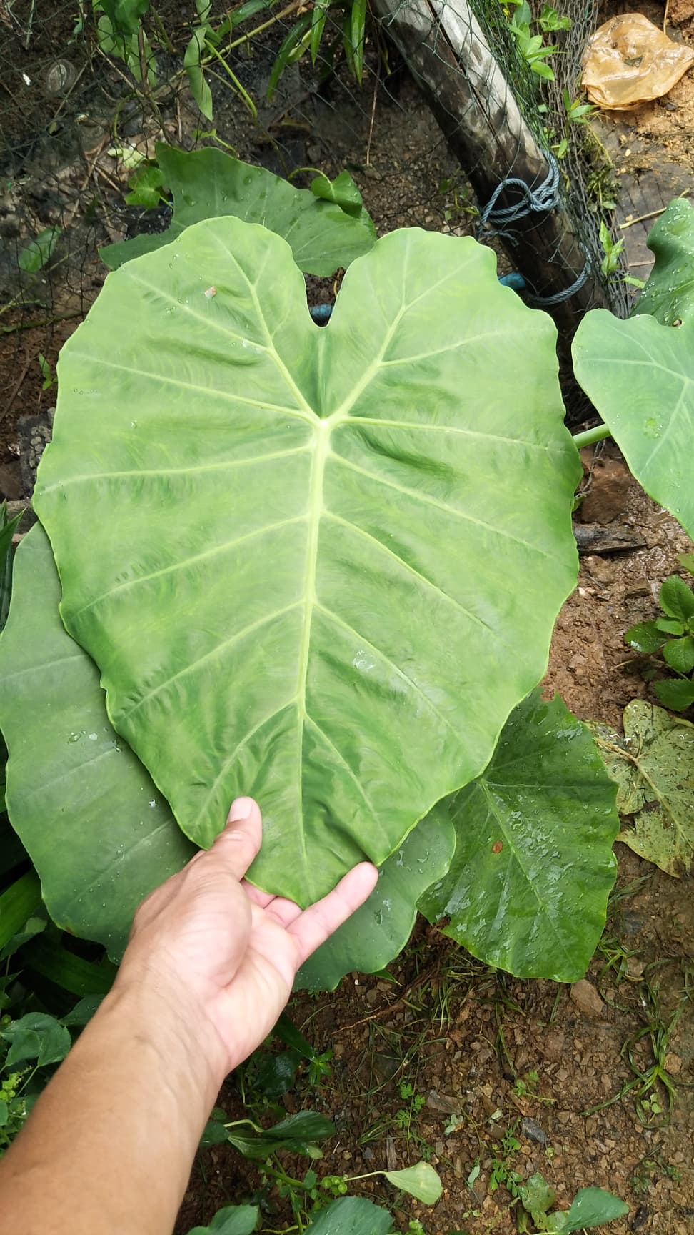 ต้นอ้อดิบ ทูน ออดิบ ทานสด 8ต้น/ 100 บาท ห่อตุ้ม | Lazada.co.th