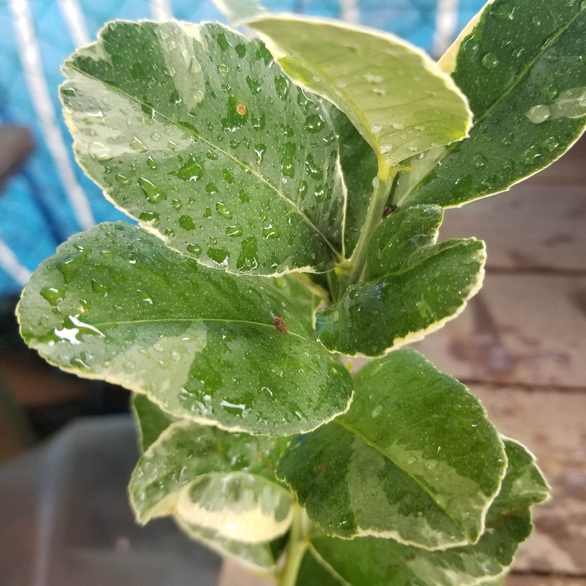 MM - Variegated lemon stem cutting/ keratan batang lemon batik untuk ...