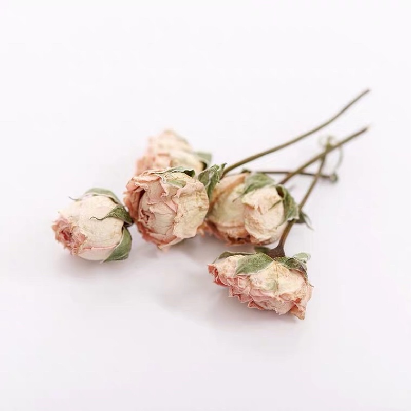 ( SG Shop) Mini preserved roses | Mini ever lasting eternal rose ...