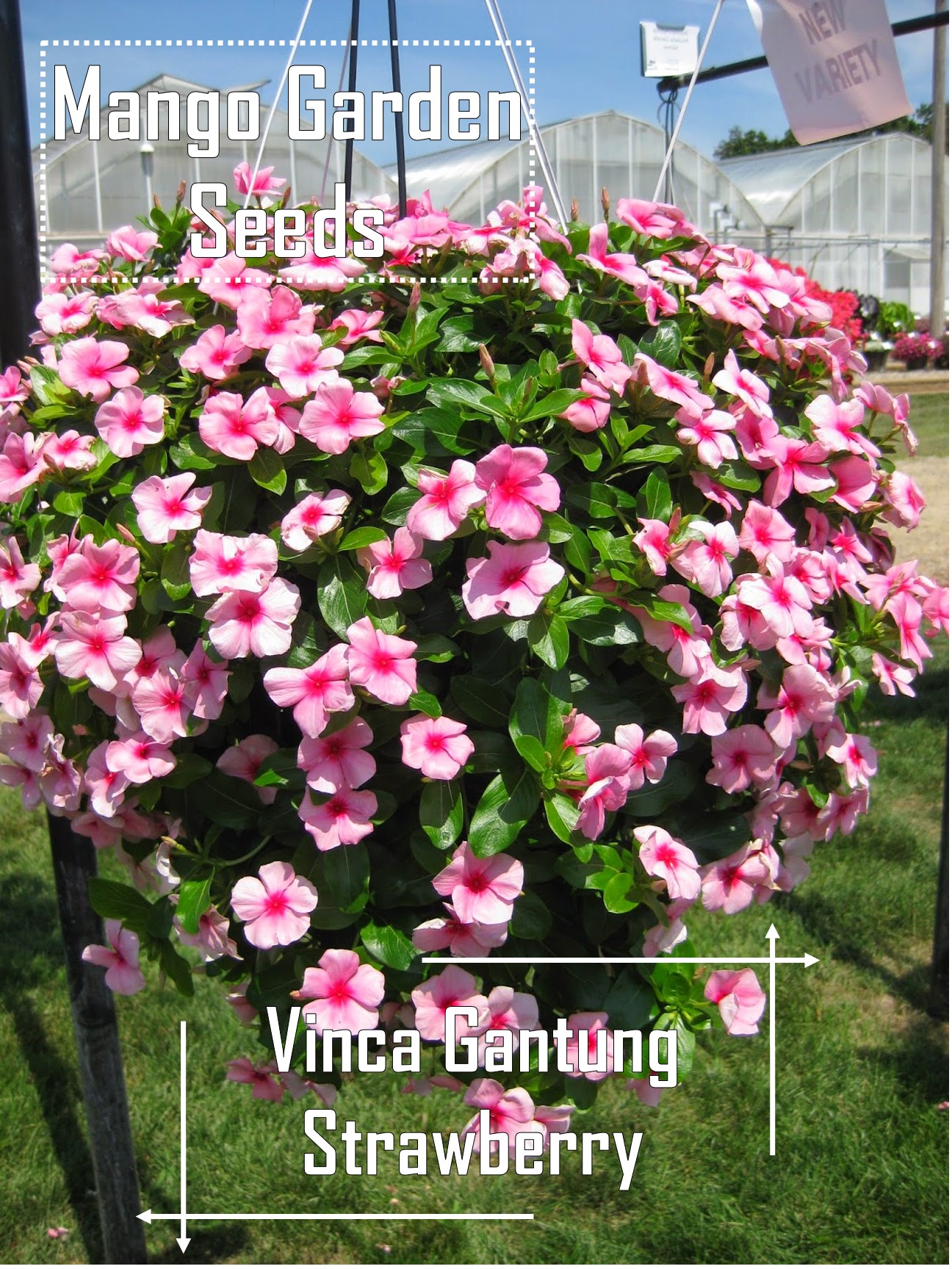 Gantung Vinca Strawberry Flower Seeds - 10 Seed *Pot Friendly* Benih ...