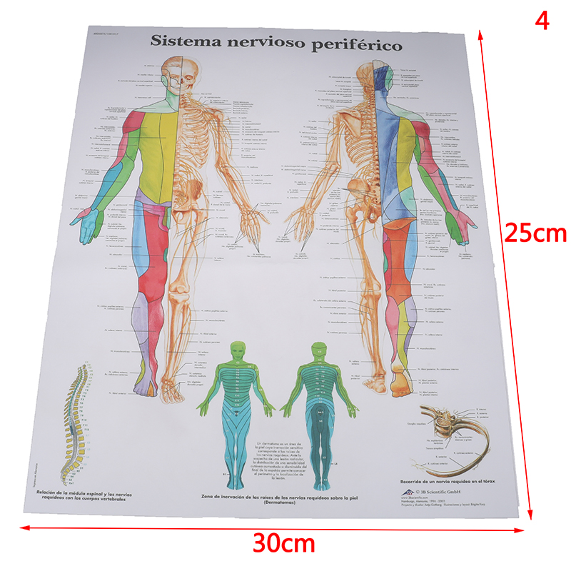 【GlowBound】Hospital Massage Map Silk Painting Wall Pictures For Medical ...