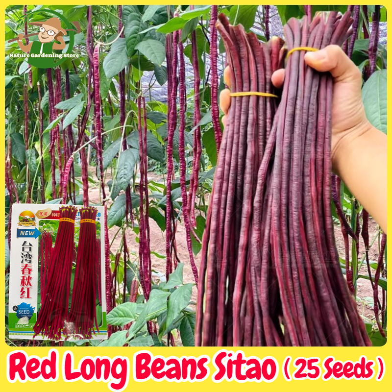 Fresh Organic Red Long Beans Seeds for Planting (25 Seeds) High Yield ...