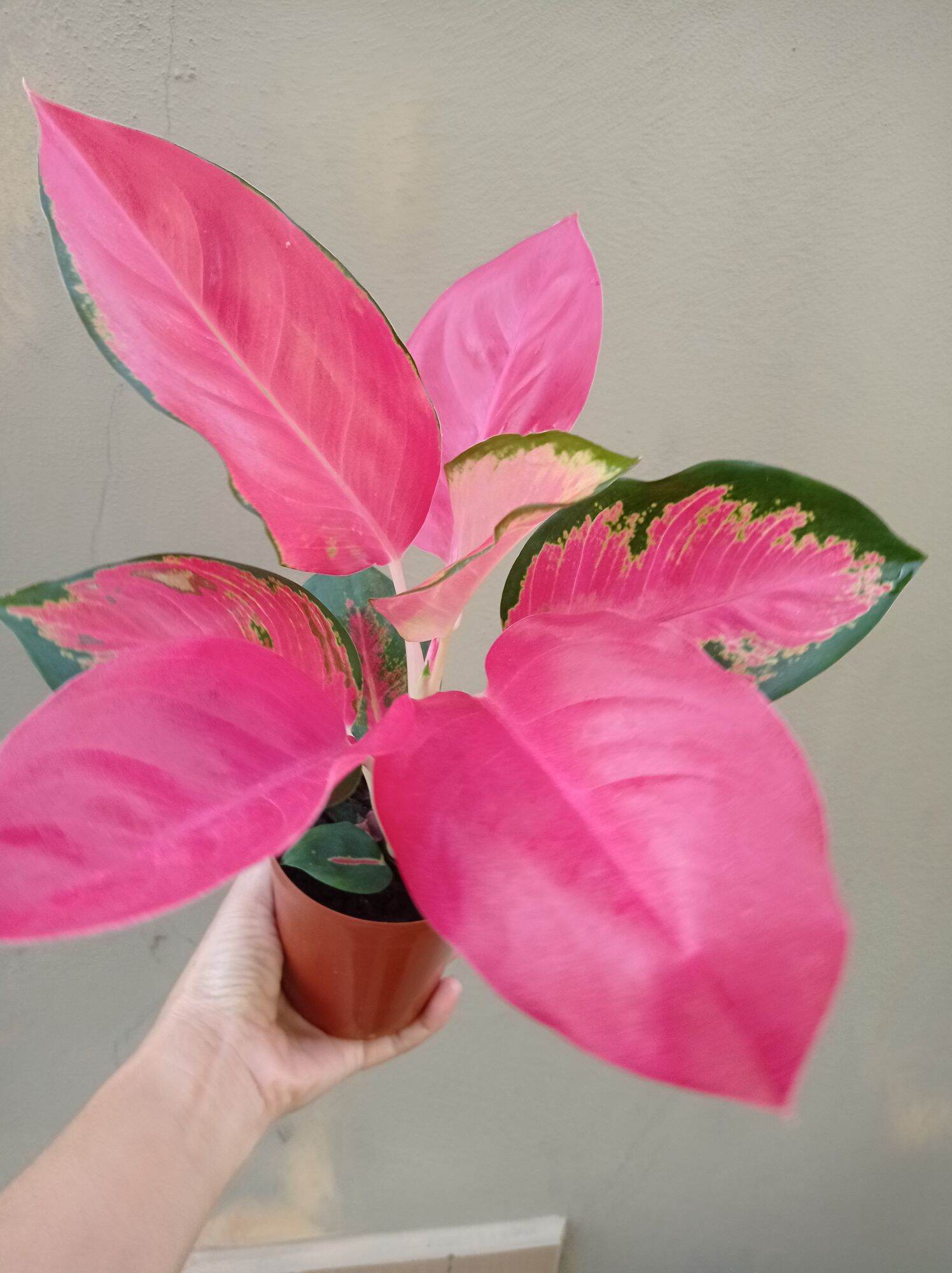 aglaonema china red real live plant pokok hidup (It's a seed, not a ...