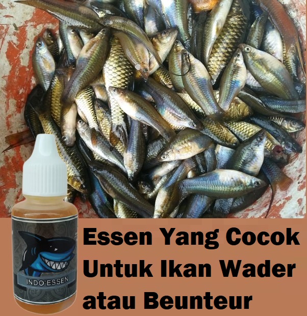 Essen Yang Cocok Untuk Ikan Wader atau Beunteur 30ml | Lazada Indonesia