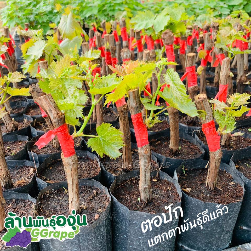 ต้นพันธุ์องุ่น พันธุ์ เซเบิ้ล ซีดเลส (Sable Seedless) ไร้เมล็ด แบบตอปัก ...