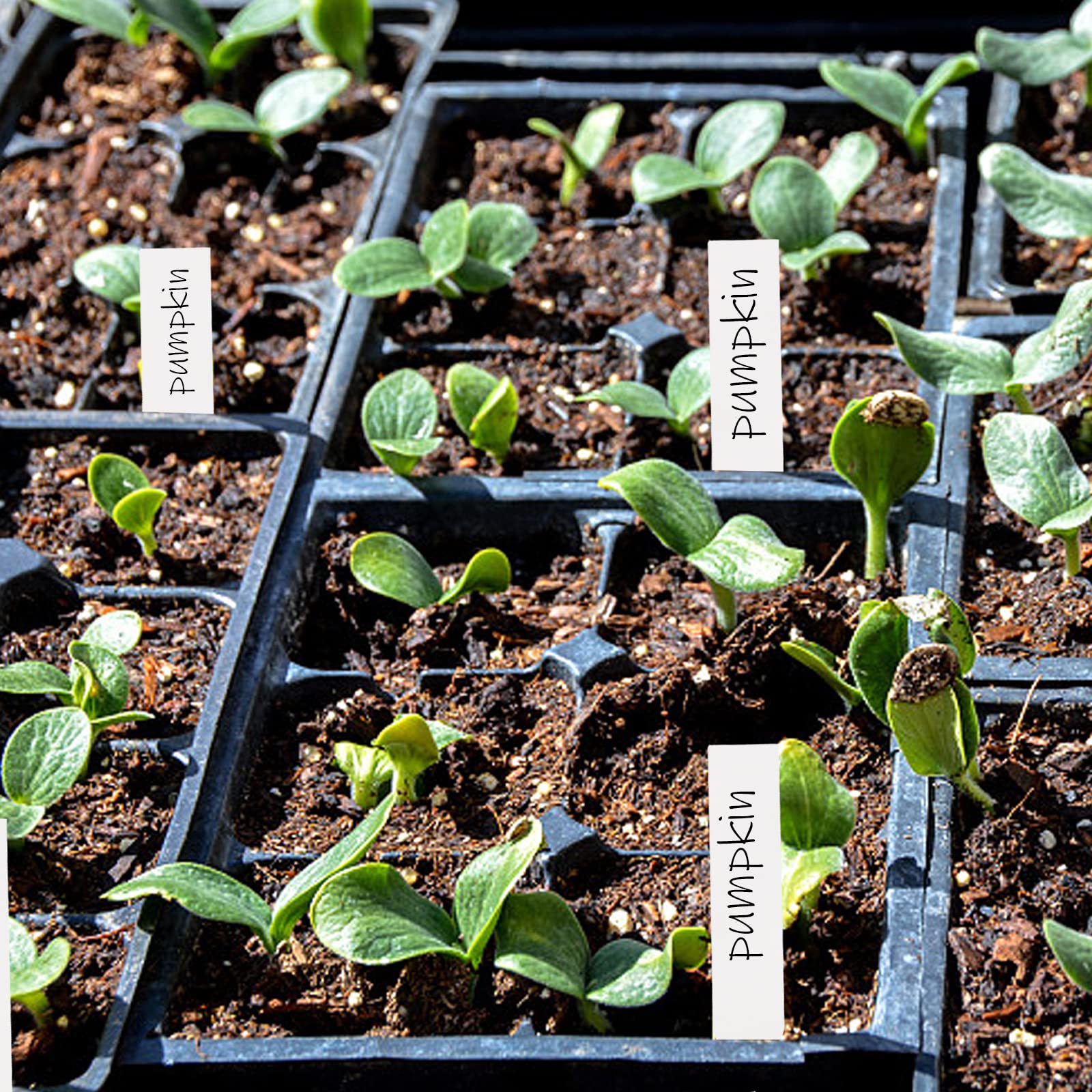 Stake Labels 4 Inch 100Pcs Plastic Nursery Name Tags for Seedlings ...