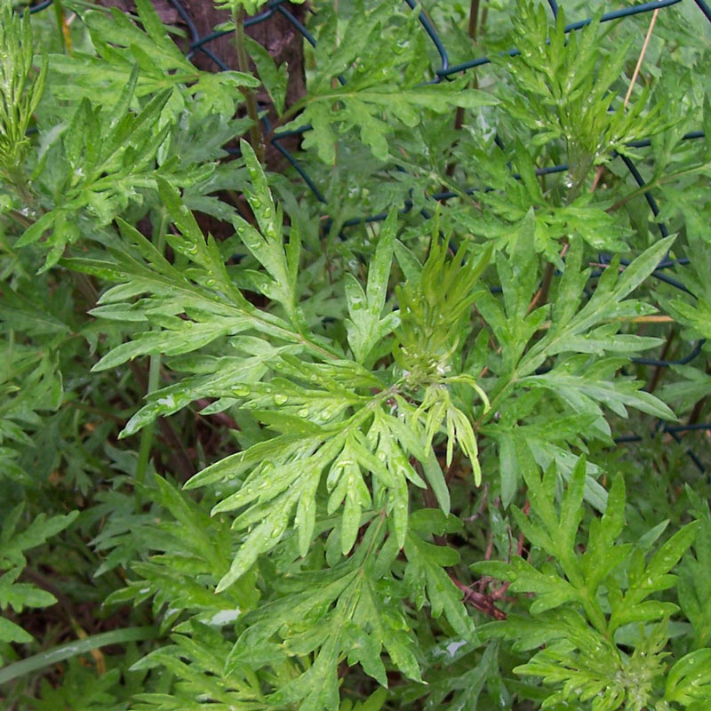 Bebaru Cina / Mugwort (Artemisia vulgaris) - Pokok Hidup / Live Plant ...