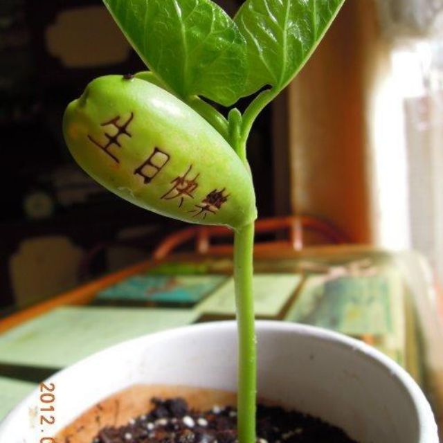 Love Magic Bean Seed Message Bean Seed Word bean Seed 种植刻字爱情魔豆种子创意祝福迷你 ...