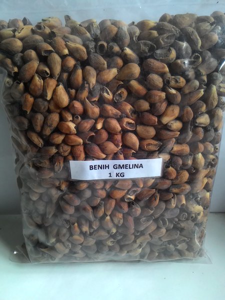 Biji Benih Pohon Jati Putih Gmelina 1 KG | Lazada Indonesia