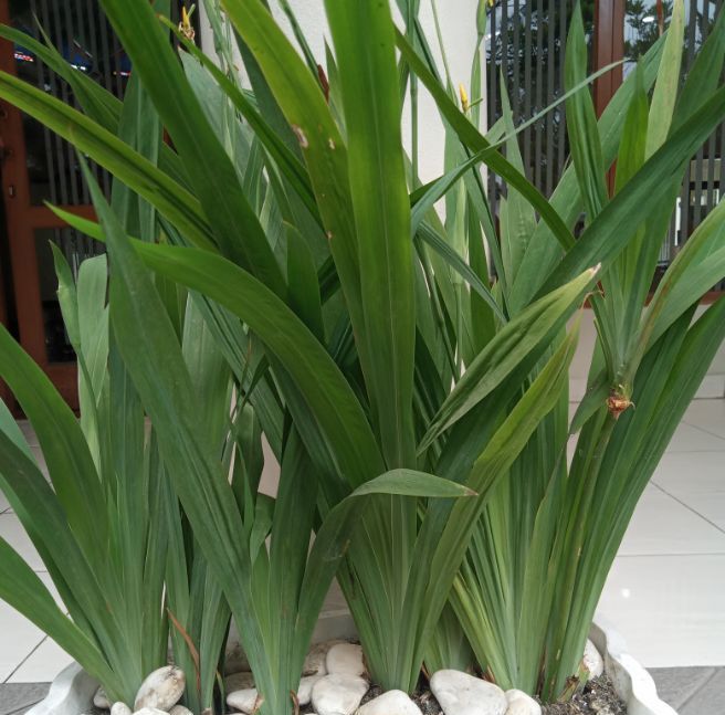 tanaman hias airis bunga kuning(3pohon),siap berbunga,, | Lazada Indonesia