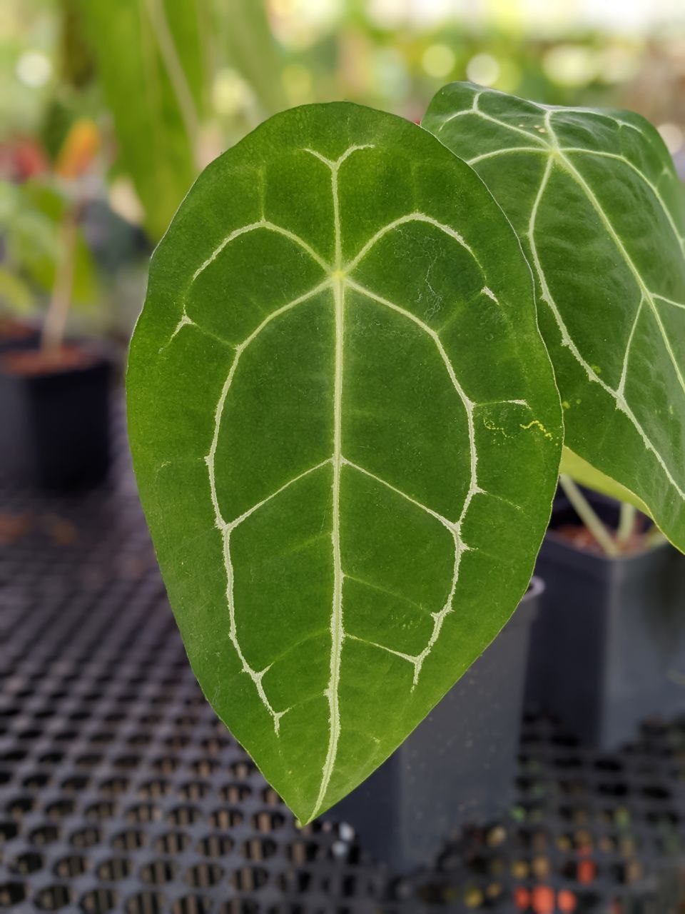 Anthurium Forgetii - Pretty and Exotic House Plant from Ecuador ...