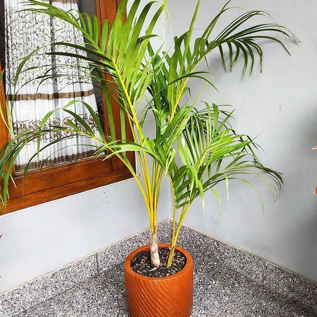 Tanaman Hidup Indoor Palem Kuning 1 Meter - Tanaman Hias Pohon Palem ...