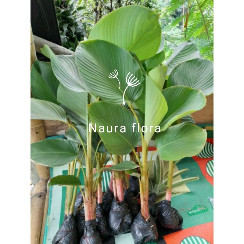 Tanaman hias calatea pisang - calathea bedak tinggi 50-1meter - Tanaman ...