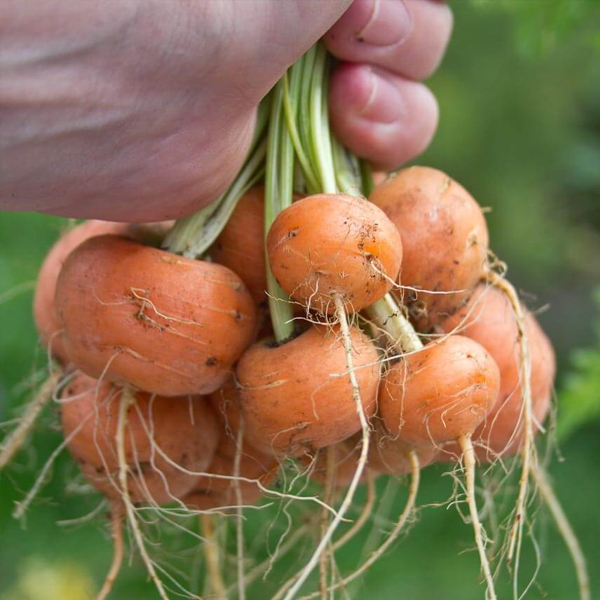 Parisian Carrot Seeds - Carrot Parisian Seeds - Rare Seeds - Vegetable ...