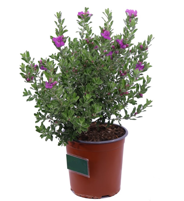 [SG 🇸🇬Store] Leucophyllum Frutescens (Texas Sage, Barometer Bush) in ...
